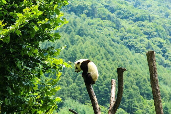 Private tour in Chengdu Panda Base and Leshan Giant Buddha - The Itinerary Breakdown: What to Expect