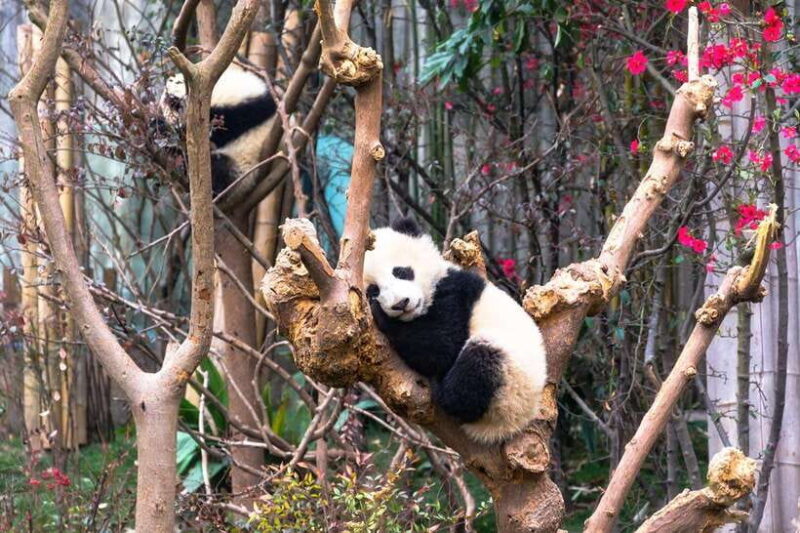 Private tour in Chengdu Panda Base and Leshan Giant Buddha - Detailed Breakdown of the Itinerary