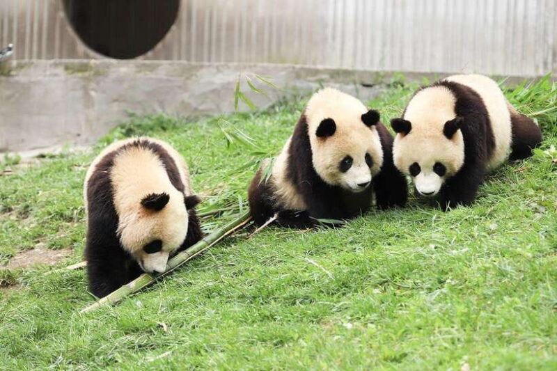 Private tour in Chengdu Panda Base and Leshan Giant Buddha - Assessing the Value