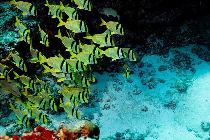 Private Tour in Cozumel El Cielo Sandbar and Reef Snorkeling - Key Points