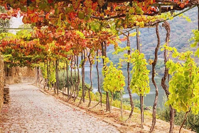 Private Tour in Douro - Authentic Experiences: What Travelers Say