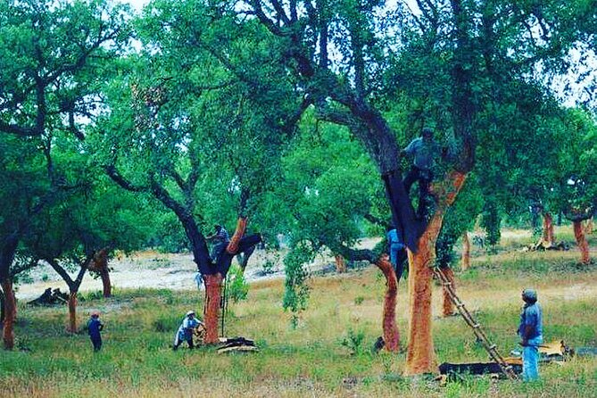 Private Tour in Evora and Monsaraz With Wine Tasting - The Wine Tasting Experience