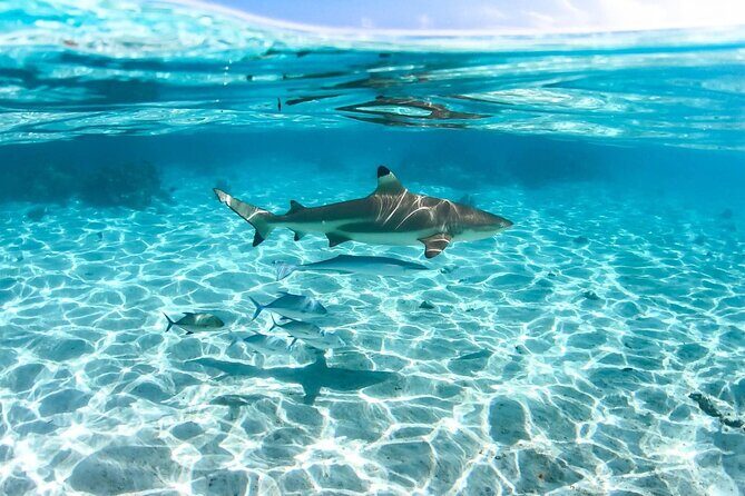 Private tour in Moorea by boat, visit and snorkeling - Who This Tour Is Best For
