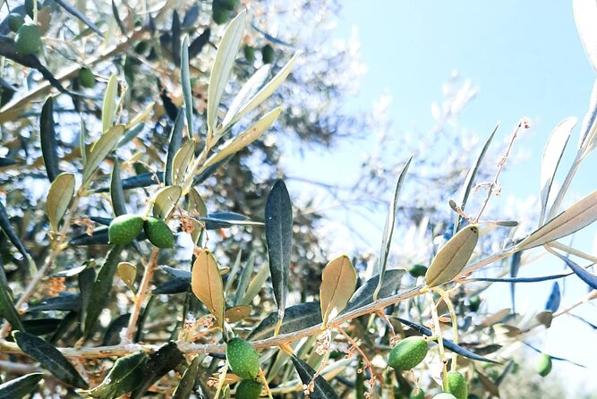 Private tour in Nafplio with Olive oil Tasting Tour in Corinth - What Travelers Are Saying