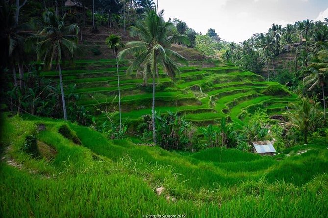 Private Tour: Jatiluwih Rice Terrace,Ulun danu and Banyu Mala Waterfall Tour - Introduction