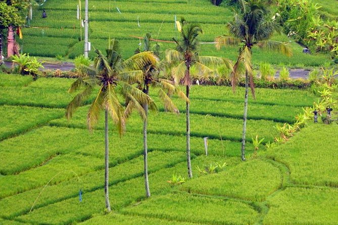 Private Tour: Jatiluwih Rice Terrace,Ulun danu and Banyu Mala Waterfall Tour - Value and Practicalities
