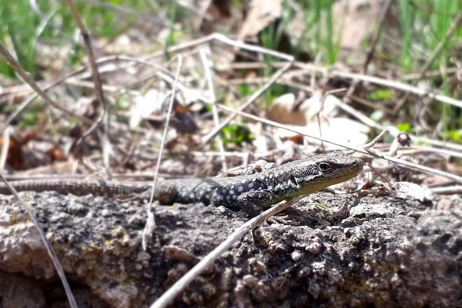 Private Tour: Khor Virap, Areni, Noravank, Jermuk - Frequently Asked Questions