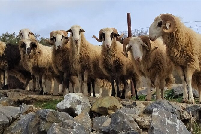 Private Tour-Knossos Palace Zeus Cave Olive Oil Mill & Wine - Knossos Palace