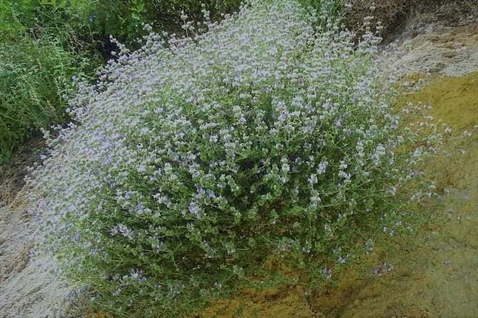 Private Tour-Knossos Palace Zeus Cave&Olive Oil Mill From Elounda - Tour Highlights and Experience