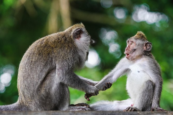 Private Tour: Kuala Selangor Firefly Blinkings including Seafood Dinner - FAQ