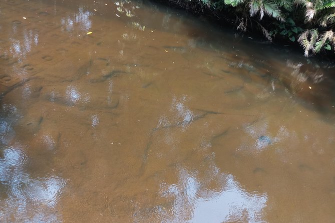 Private Tour: Kulen Mountain Day Trip Including Hidden Temple from Siem Reap - Final Thoughts