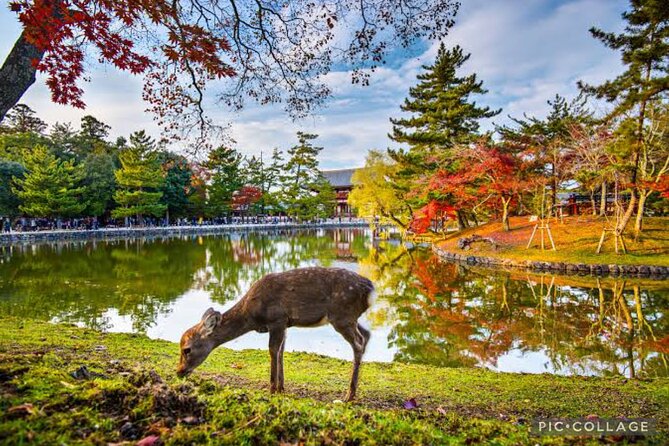 Private Tour Kyoto-Nara W/Hotel Pick up & Drop off From Kyoto - Tour Experience and Guides
