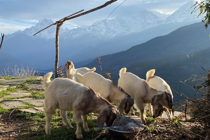 Private Tour Local Culture and The View of Mohare Danda - Key Points