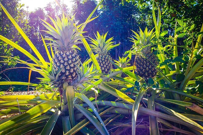 Private Tour Maui Pineapple Farm in Haliimaile - Final Thoughts: Is It Worth It?