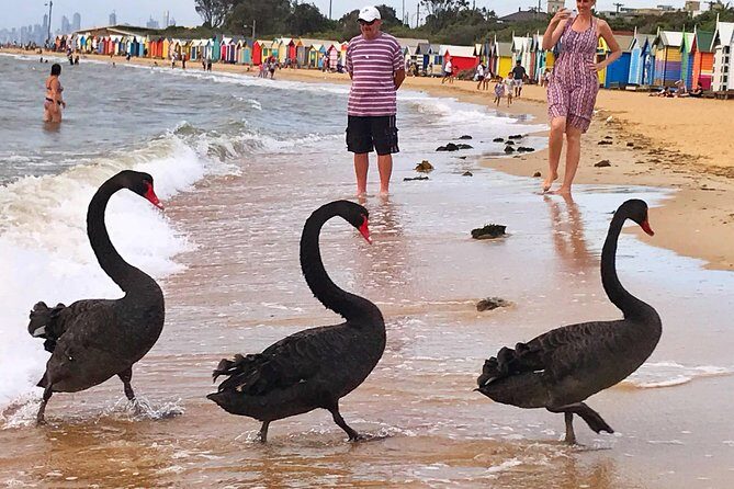 [PRIVATE TOUR] Melbourne City And Bayside Beach Tour - An Honest Look at the Tour Experience