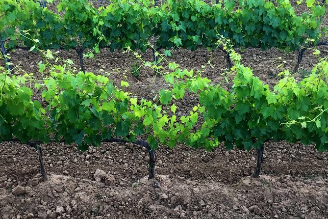 Private Tour: Montalcino Wine Tasting Experience - Brunello Di Montalcino Tasting Experience