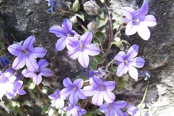 Private tour: Mt.Olympus-Old Panteleimon - The Value and Practical Considerations