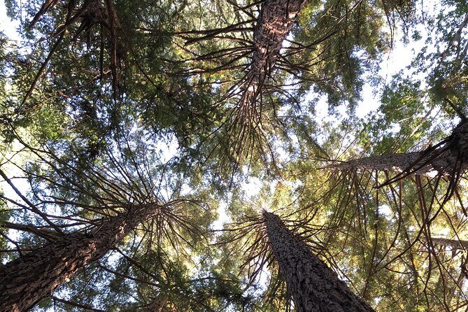 Private Tour Muir Woods and Sausalito - Authentic Insights from Reviews