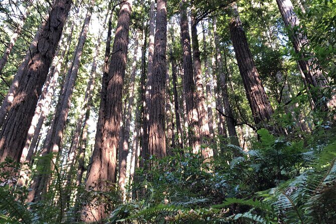 Private Tour Muir Woods and Sausalito - The Sum Up: Who Will Love This Tour?