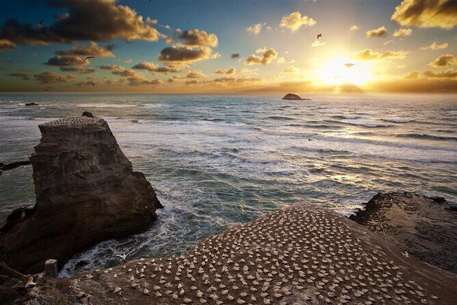 Private Tour - Muriwai Beach & Wine Tasting - Key Points