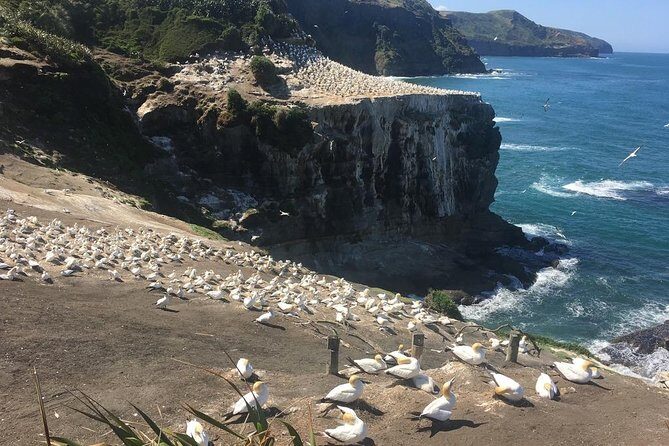 Private Tour - Muriwai Beach & Wine Tasting - Wine Tasting: A Perfect Finish