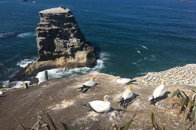 Private Tour - Muriwai Beach & Wine Tasting - Price and Value