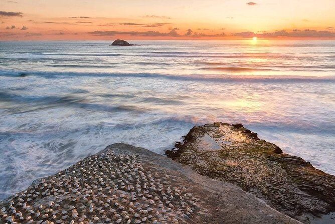 Private Tour - Muriwai Beach & Wine Tasting - FAQs