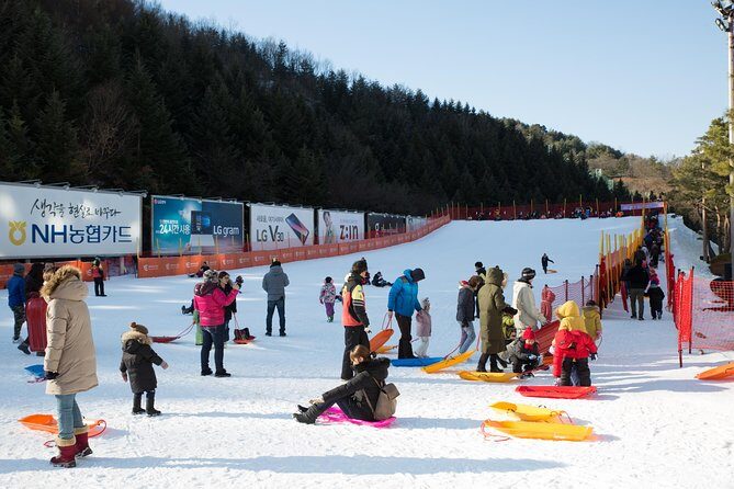 [Private Tour] Nami Island & Snow Viewing and Snow sled (More Members Less Cost) - Who Should Consider This Tour?