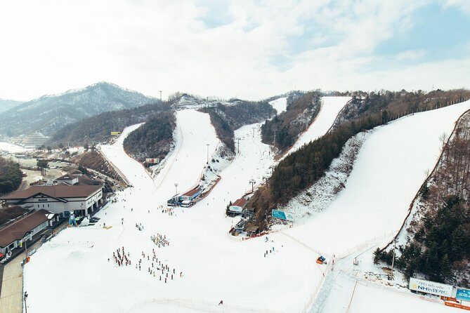 [Private Tour] Nami Island & Snow Viewing and Snow sled (More Members Less Cost) - Final Thoughts: Is It Worth It?