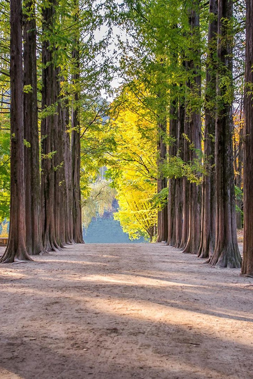 [Private Tour] Nami Island+Morning calm Garden+Petite France - Key Points