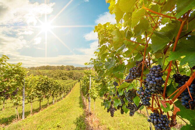 Private Tour Napa and Sonoma Valley Wine - Authentic Experiences and Traveler Insights