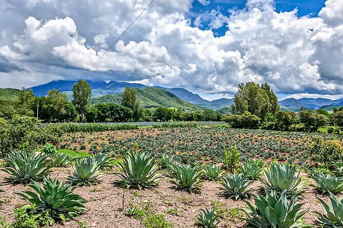 Private Tour New Raicilla Route to Mascota from Puerto Vallarta - What Makes This Tour Stand Out?