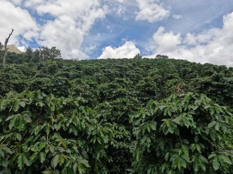 Private tour Nha Trang-Dalat excursion (start at Nha Trang) - The Itinerary: What You Can Expect