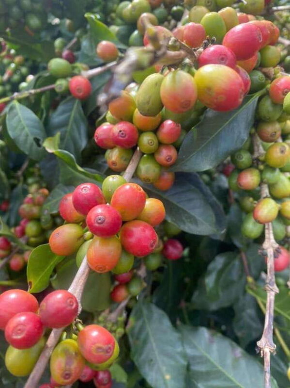 Private tour Nha Trang-Dalat excursion (start at Nha Trang) - The Sum Up: Is This Tour Right for You?