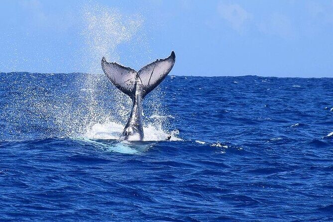 Private tour observing and swimming with humpback whales in Moorea - Additional Resources