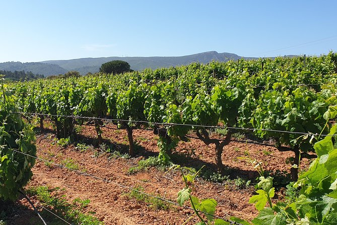 Private Tour of Azeitão / Palmela / Setúbal Wines - Booking and Confirmation