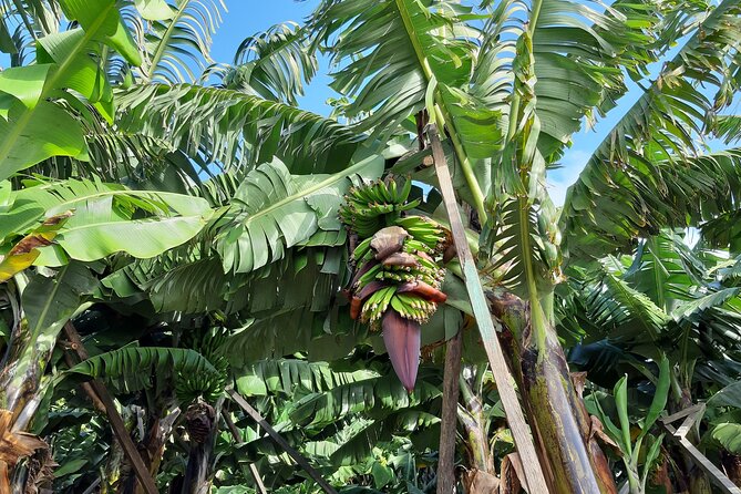 Private Tour of Banana Farm from Funchal - The Sum Up