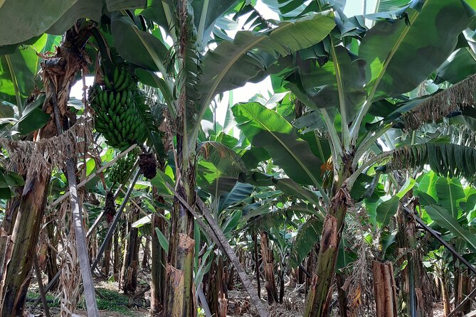 Private Tour of Banana Farm from Funchal - FAQ