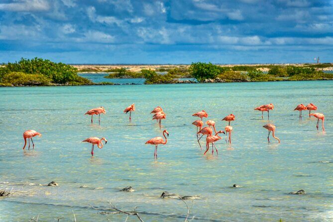 Private Tour of Beaches Hopping Curacao with Willemstad - FAQ