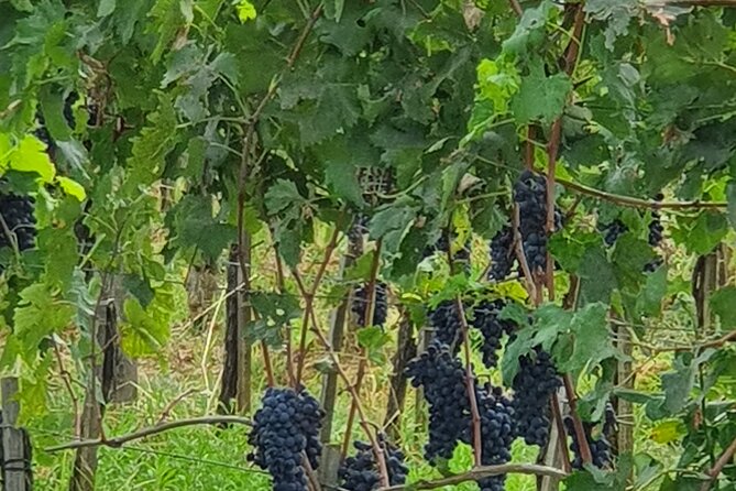 Private Tour of Chianti Review: A Memorable Experience - Driver Expertise and Flexibility