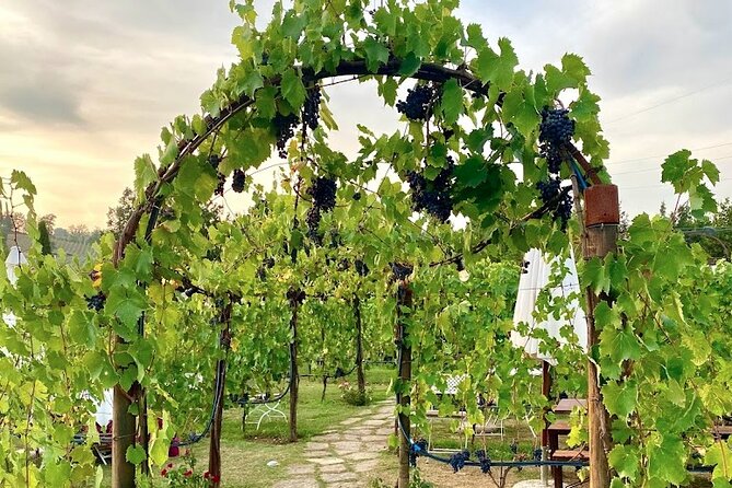 Private Tour Of Chianti with Wine Tastings - The Sum Up