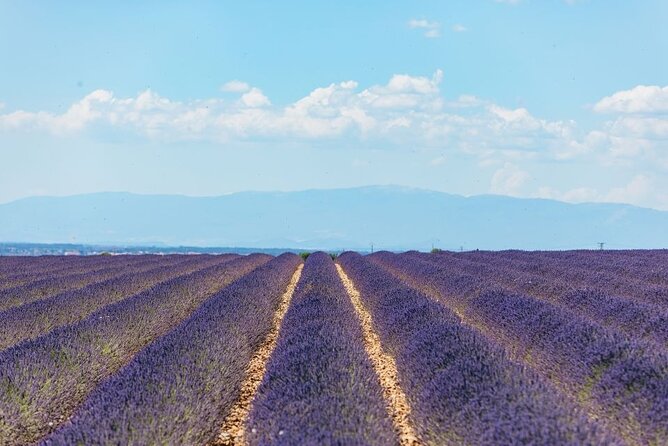 Private Tour of Gorges of Verdon and Fields of Lavender in Nice - Who Is This Tour Best Suited For?