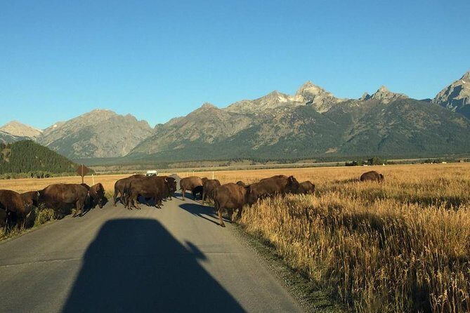 Private Tour of Grand Teton National Park - Authentic Experiences and Authenticity