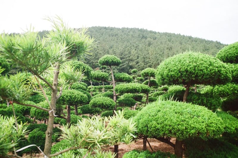 Private tour of Jeju Island, by car, at your own pace - Key Points