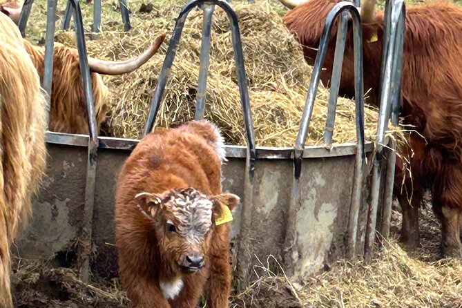 Private Tour of Loch Ness, Glencoe and Highlands from Glasgow - Final Thoughts