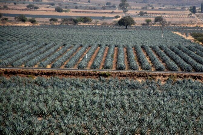Private Tour of Magic Town Tequila Adventure Day Tour - FAQs