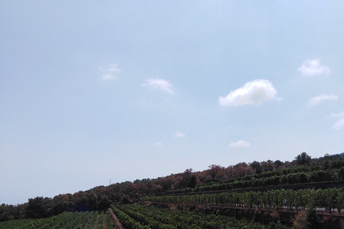 Private Tour of Mount Etna With Etna Doc Wine Tasting - Customer Feedback and Experiences