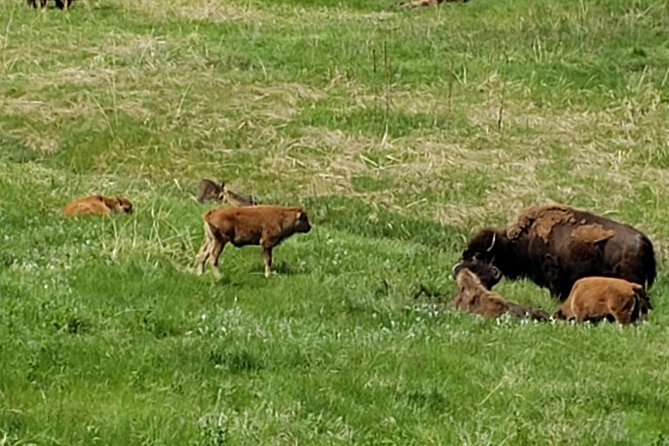 Private Tour of Mount Rushmore, Crazy Horse and Custer State Park - Mount Rushmore National Memorial