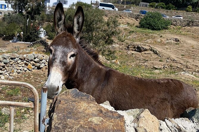 Private Tour Of Mykonos Included Town - Optional Activities During the Tour