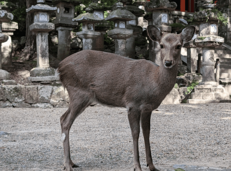 Private Tour of Nara With an English/Spanish-Speaking Guide - Important Guidelines
